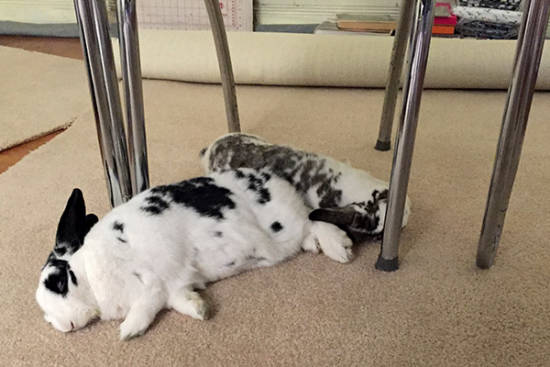 Two Photos of the Double Flop | avoision.com