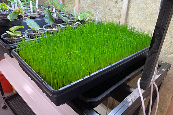 Garden Box and Grass | avoision.com